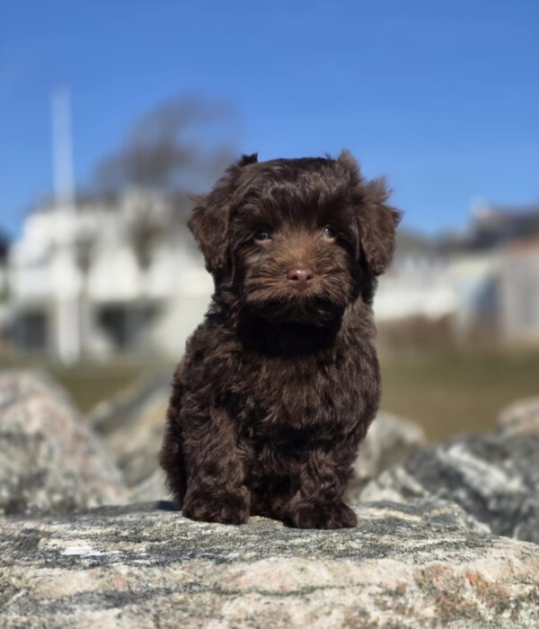 Havapoo | Thydoodledoo i/s